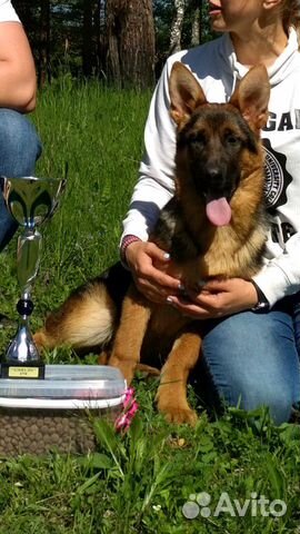 Сука чистокровной немецкой овчарки, 7 мес, РКФ