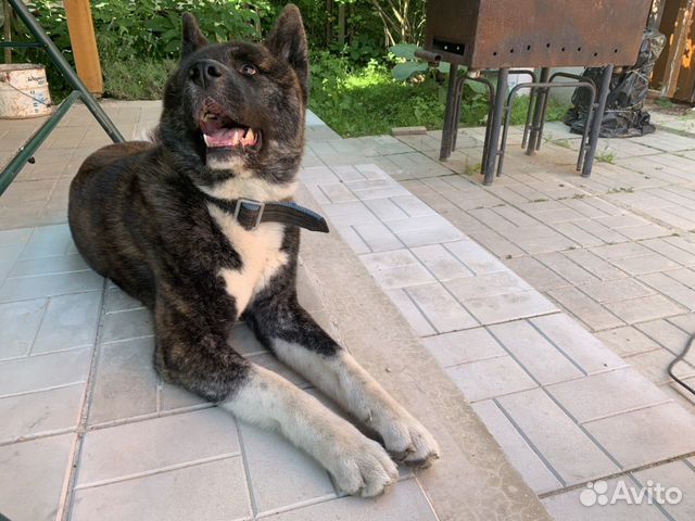 Кобель Акита-Ину для вязки