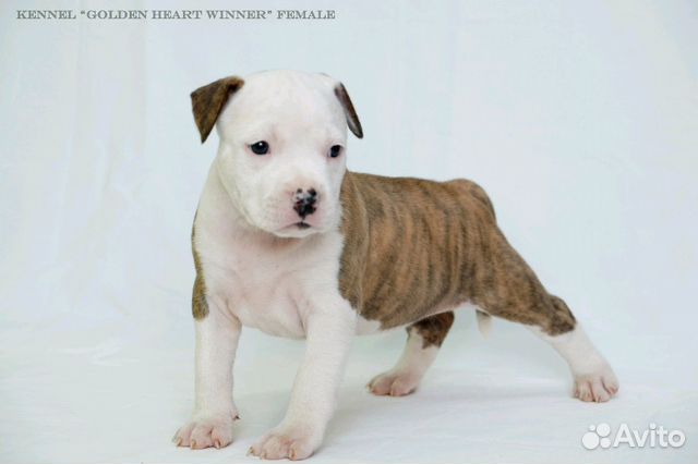 Маленькие стаффики(щенки в питомнике)