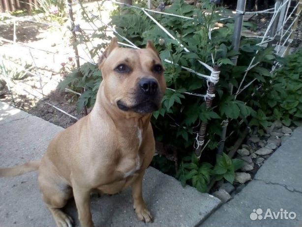 Ищу кобеля для вязки