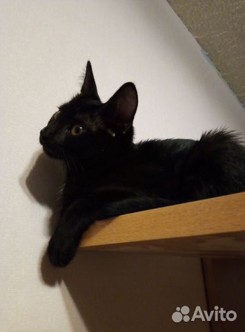 Котёнок Брюс