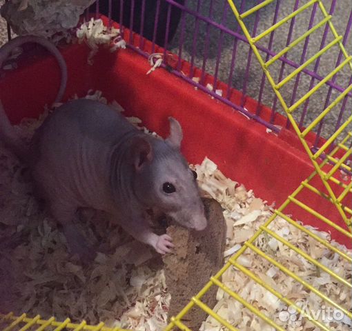 Крыса сфинкс с клеткой