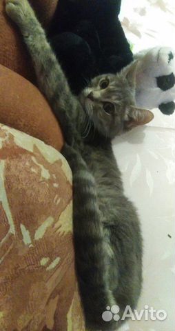 Кошечка Рокси