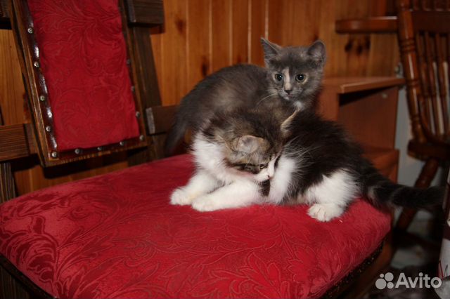 Чудо крохи ищут дом