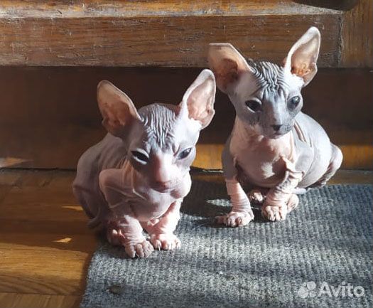 Продам котят донского сфинкса