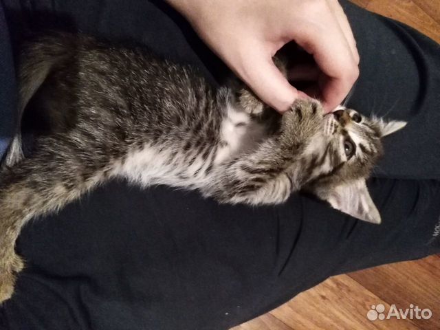 Отдаю котенка+читайте описание