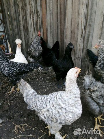 Курочки и петушки
