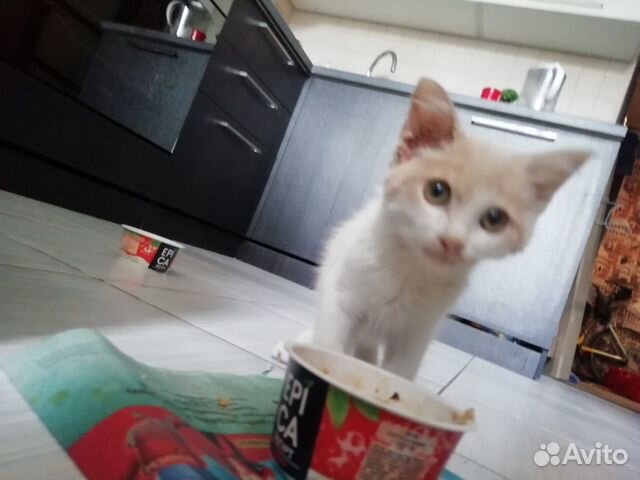 Котенок Тигр в добрые руки