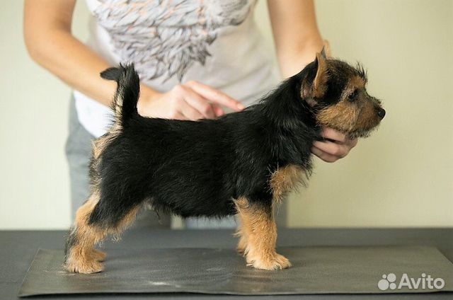 Мальчик норвич