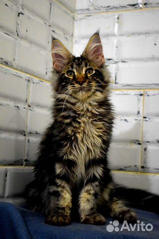 Супер котик мейн кун Стенли