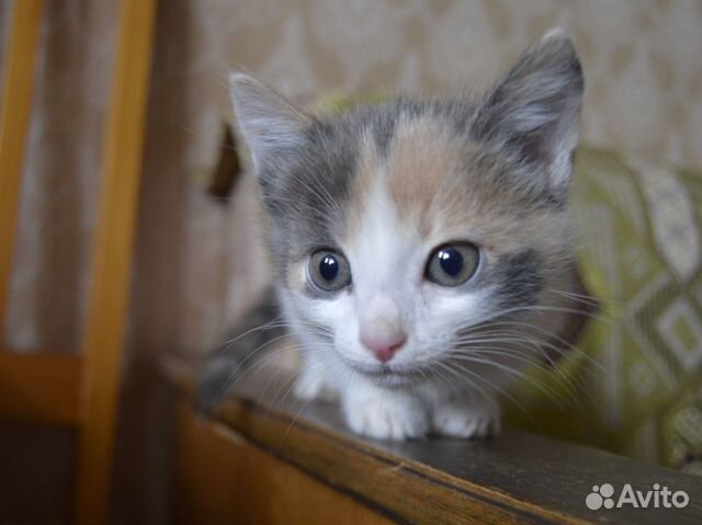 Котенок Трехшерстная кошечка