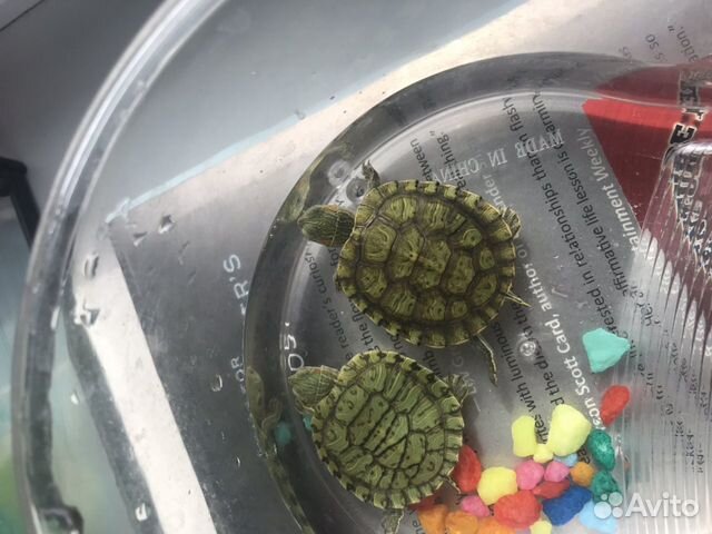 Черепашки водные, красноухие