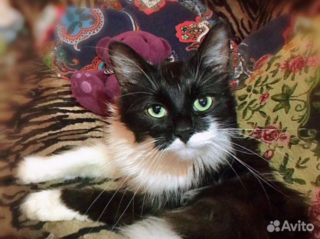 Котик «Норвежская Лесная»