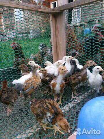 Цыплята месячные