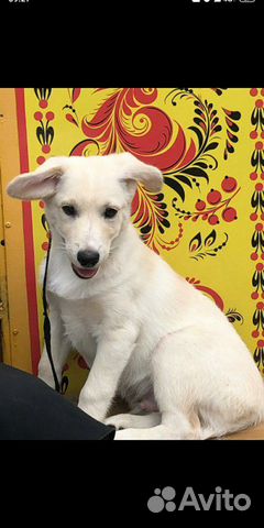 Инь, янь и пика