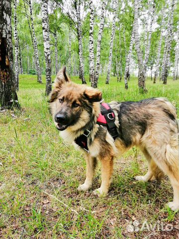 Отдам в добрые руки собаку Реми