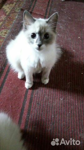 Бирманская кошечка