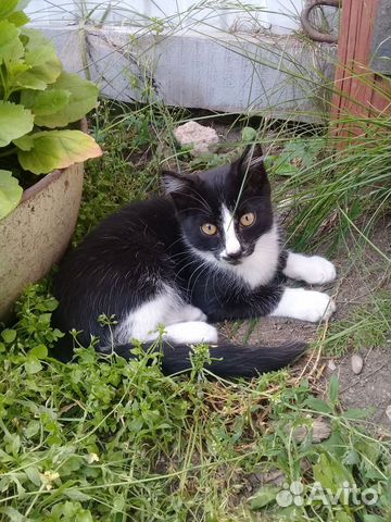 Котик 4 мес