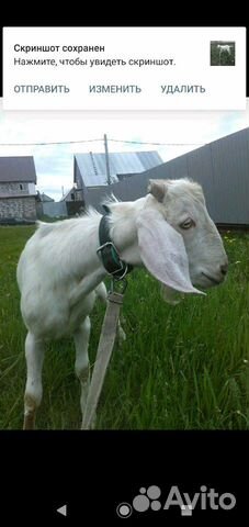 Козел нубийский покрытие