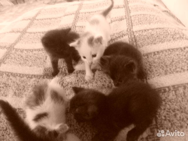 Котята любой окраски