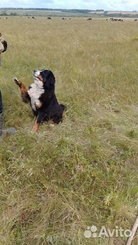 Ищем жениха на вязку. Бернский Зенненхунд