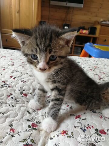 Котенок Дениска