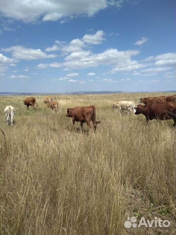 Коровы тёлки телята