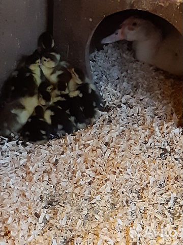 Индоутка с утятами