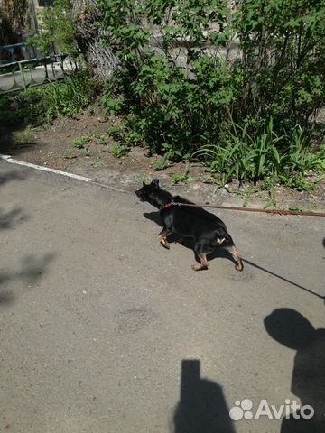 Продам собаку