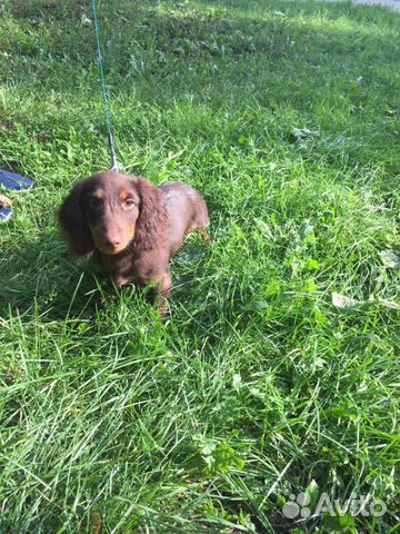 Таксёнок с документами