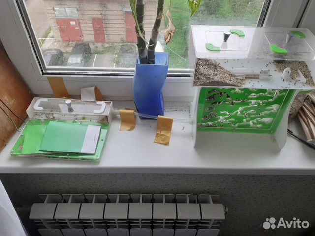 Муравьи messor structor и 2 формикария
