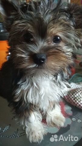 Девочка бивер 6 мес