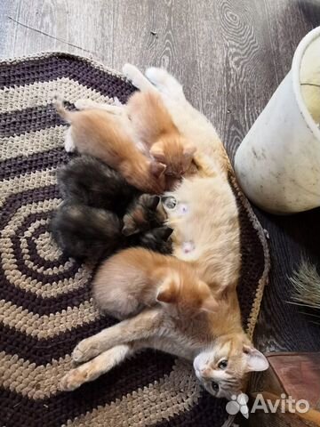 Котятки в дар