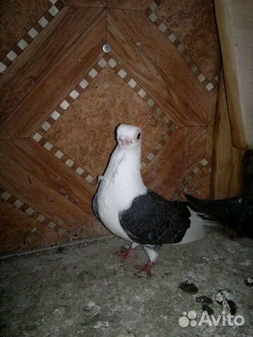Голуби малоносые