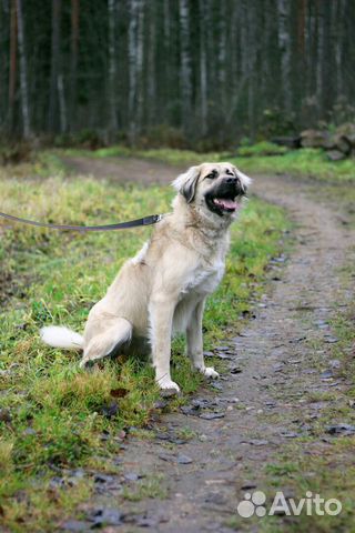 Собака мечты - пушистая, добрая, верная