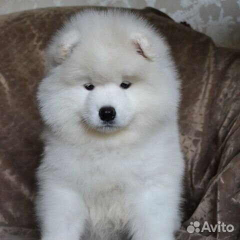 Самоеды, щенки в Москве