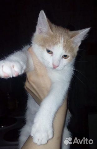 Котенок в дар