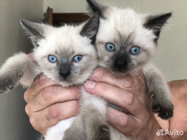 Тайские котята