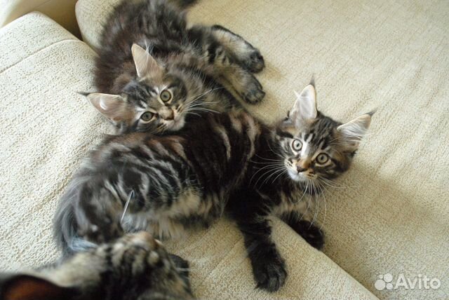 Котята Мейн-кун