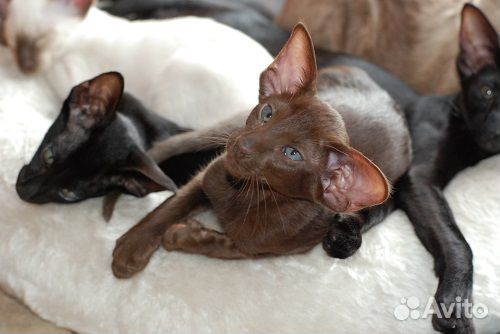 Ориентальные котята (шоколадный котик)