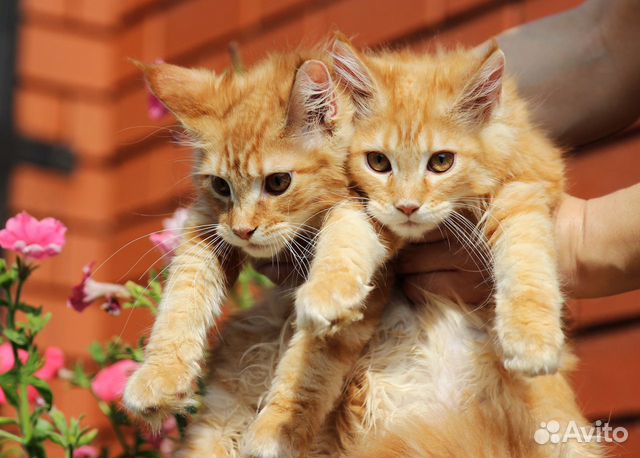 Красные мраморные кошечки и кот