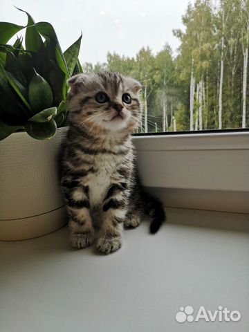 Котята шотландской породы