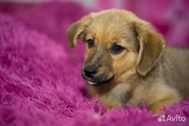 Щенок (девочка. 2,5 месяца) в дар, в добрые руки
