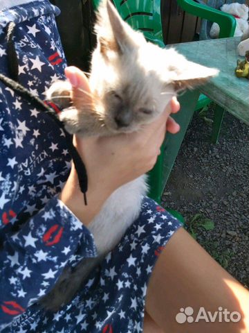 Сиамская кошка