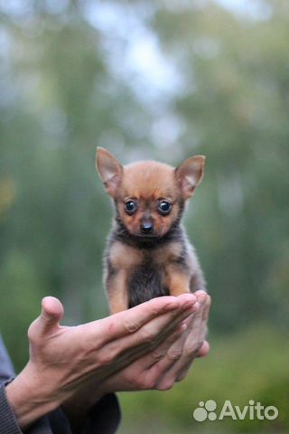 Чихуахуа. Мини-милашки