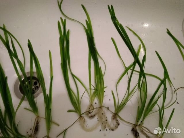 Аквариумные растения