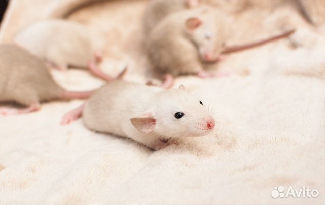 Крысята сиам дамбо