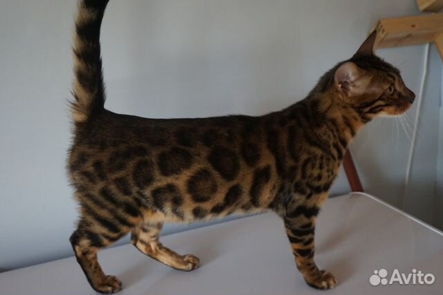 Котяра
