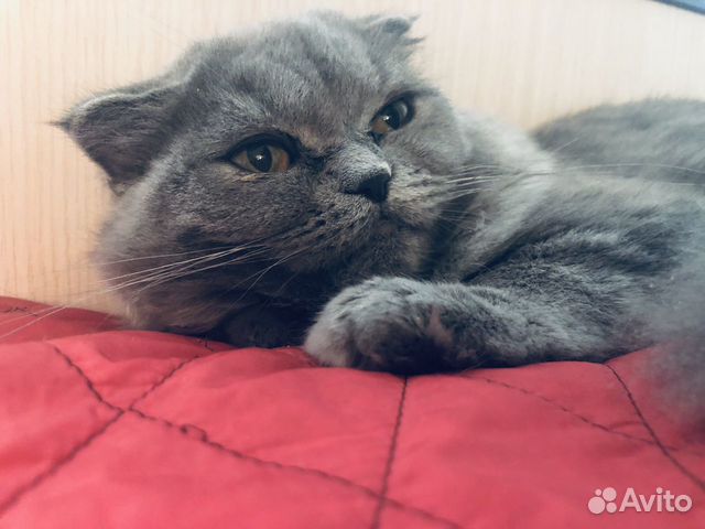 Котёнок Шотландская вислоухая Скоттиш-Фолд длиннош