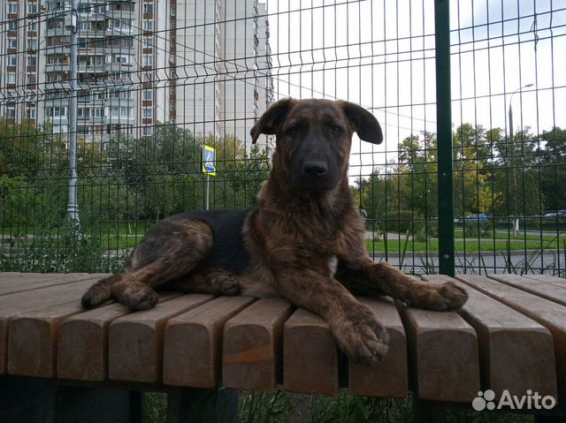Щенок Тайра в добрые руки